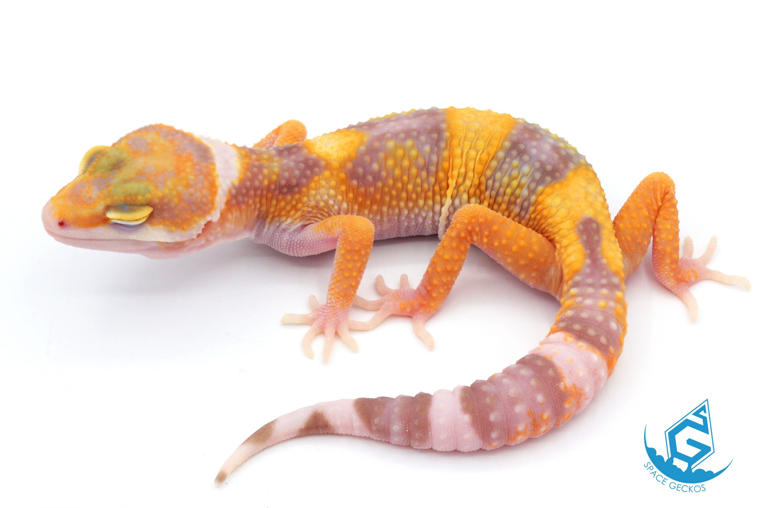 Space Geckos – Space Geckos
