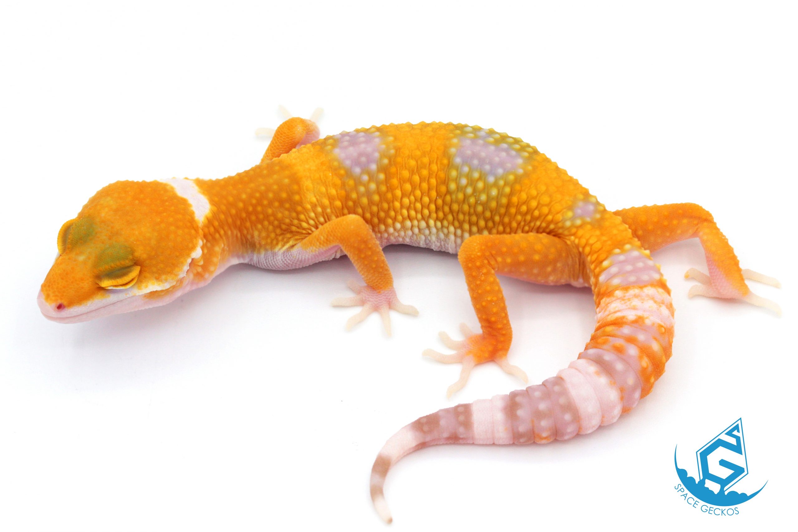 Space Geckos – Space Geckos