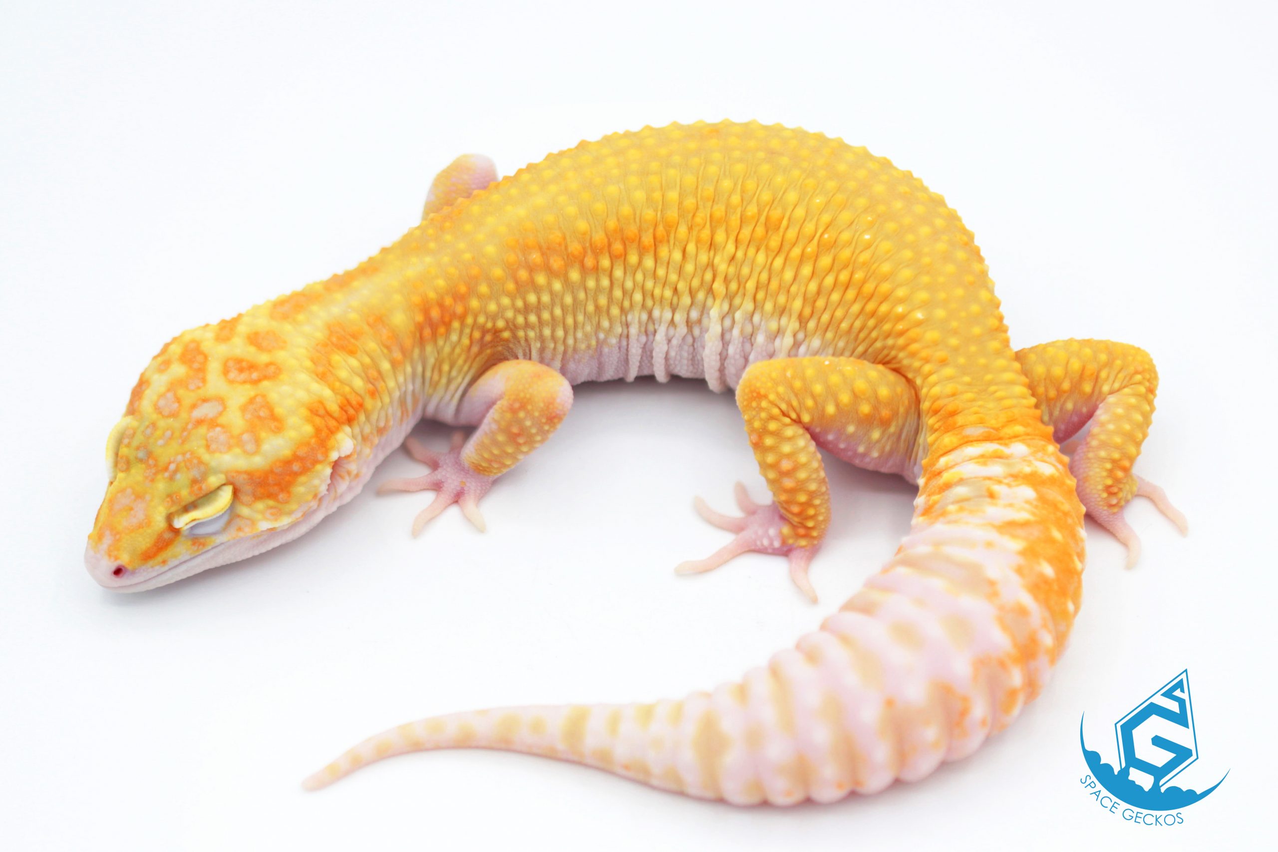 Space Geckos – Space Geckos