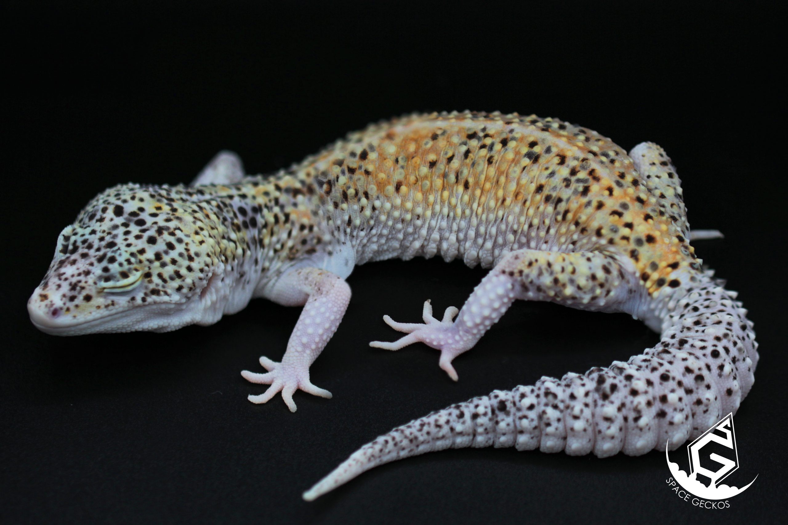 Gekony lamparcie 2021 – Strona 1 – Space Geckos