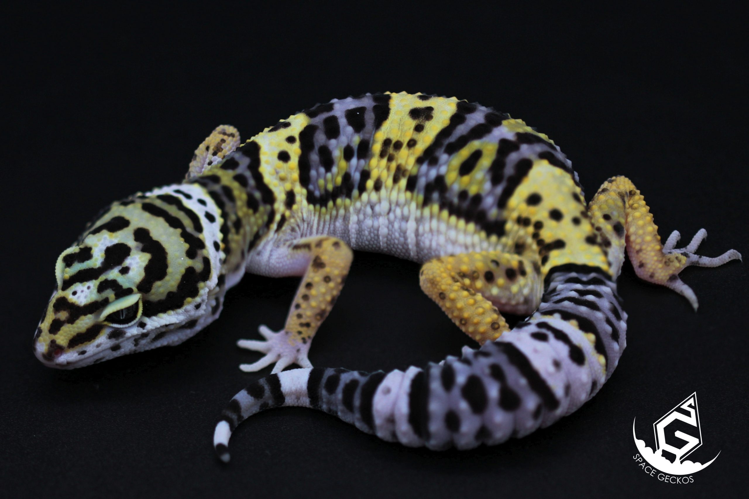 Gekony lamparcie 2022 – Strona 1 – Space Geckos