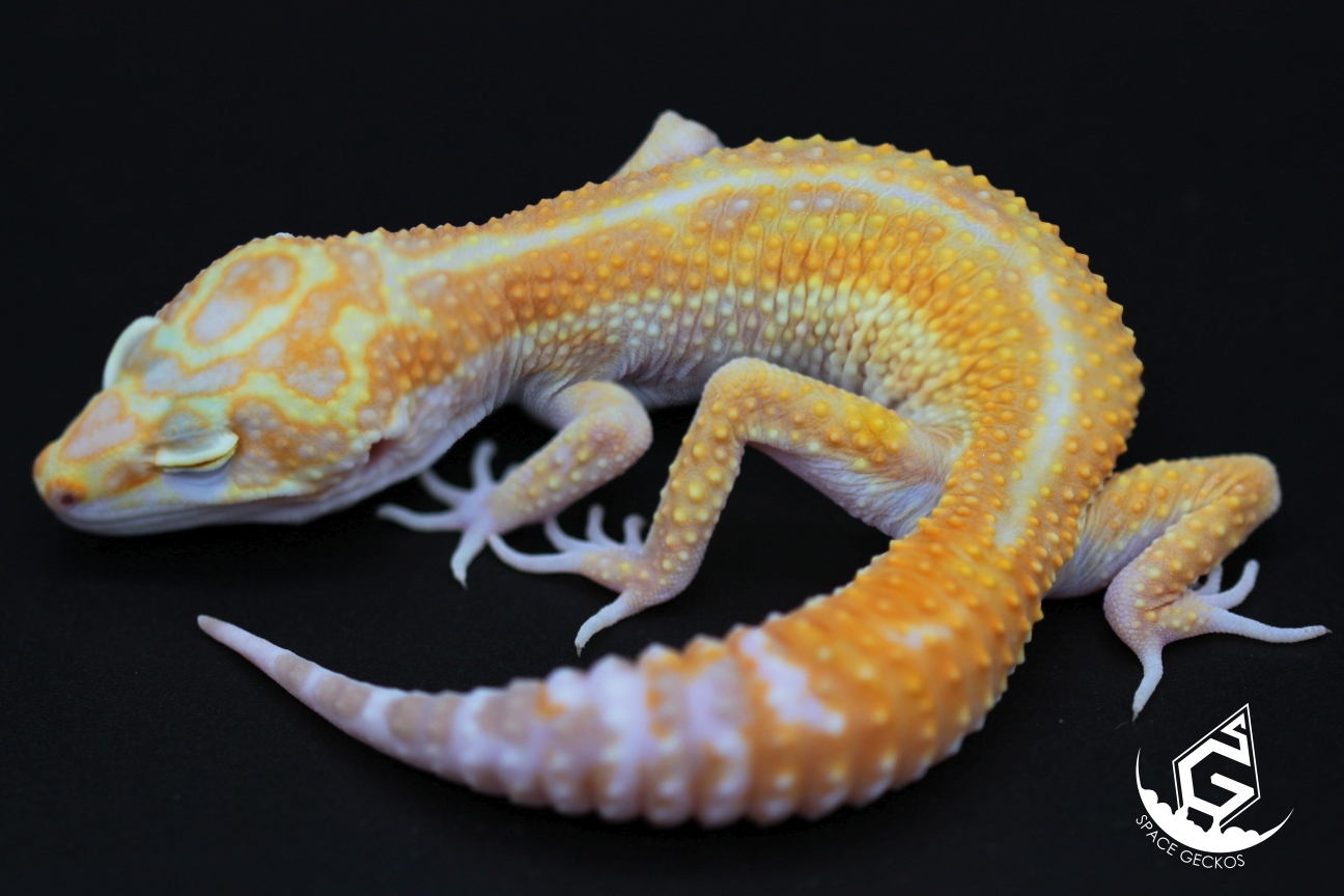 Gekony lamparcie 2024 – Strona 1 – Space Geckos