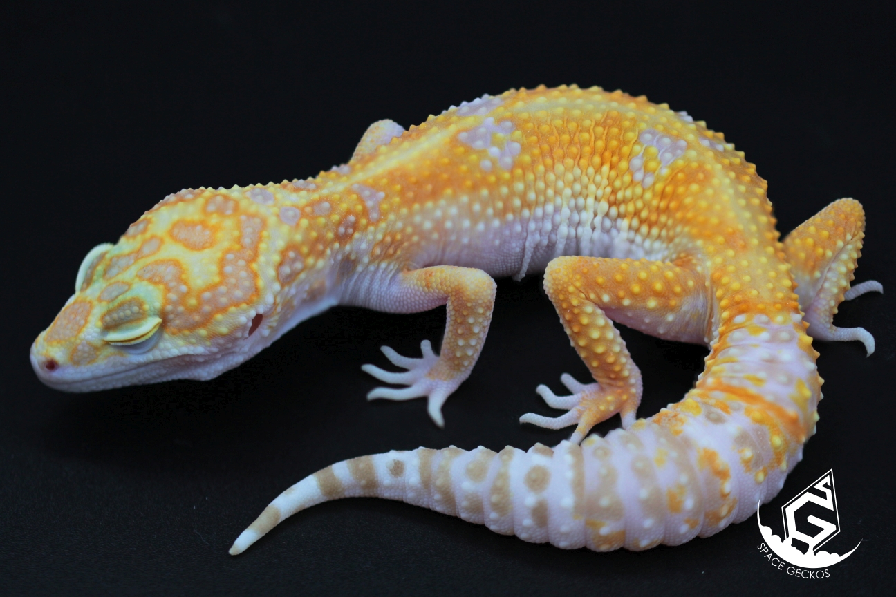 Gekony lamparcie 2024 – Strona 1 – Space Geckos Gekony lamparcie 2024 – Strona 1 – Space Geckos
